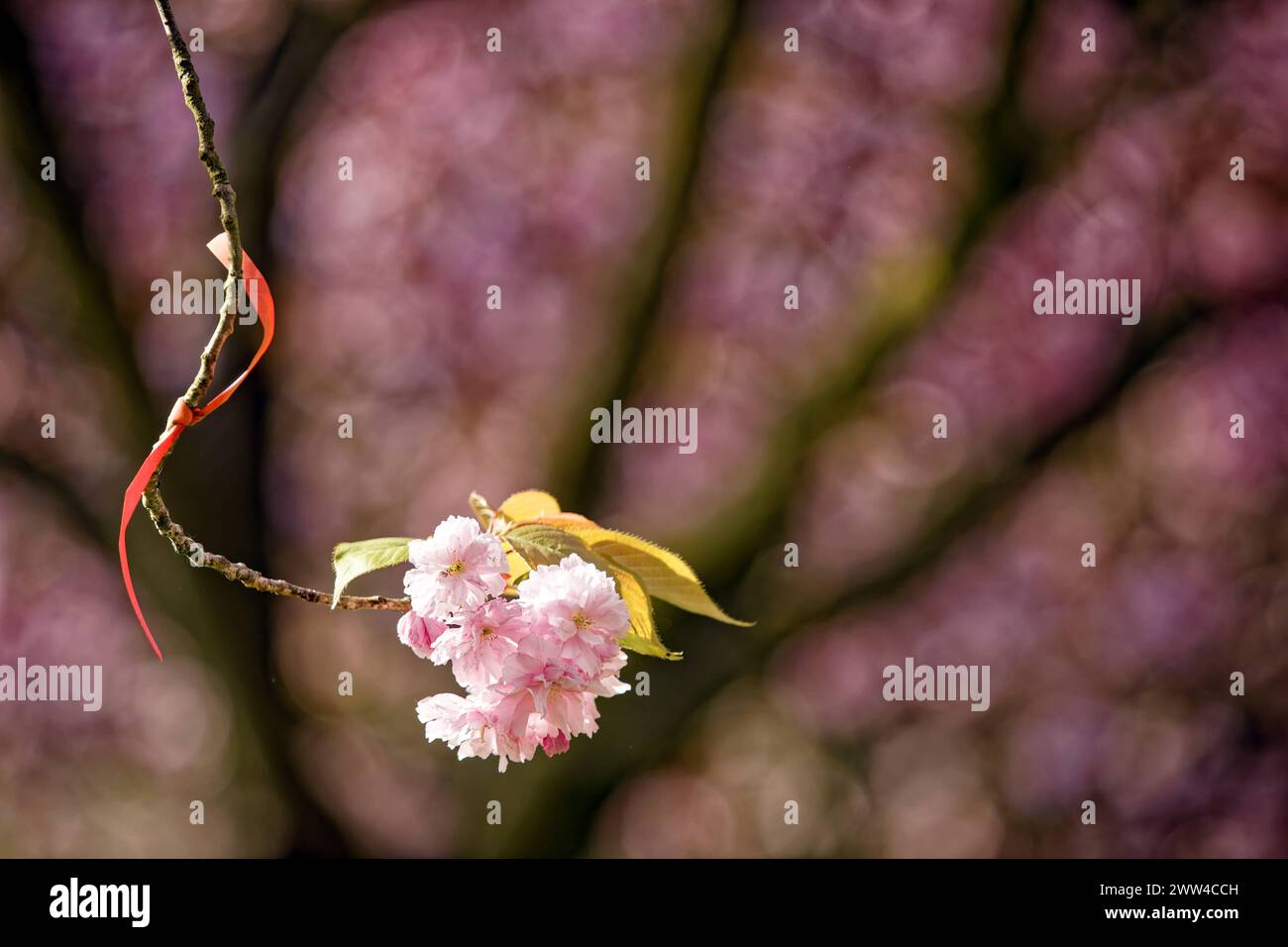 Kirschbllueten hi-res stock photography and images - Alamy