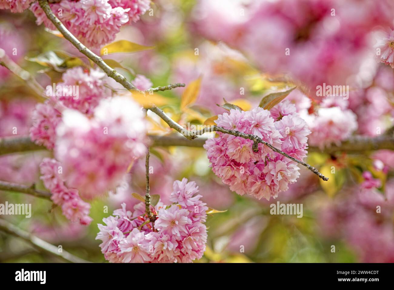 Kirschbllueten hi-res stock photography and images - Alamy