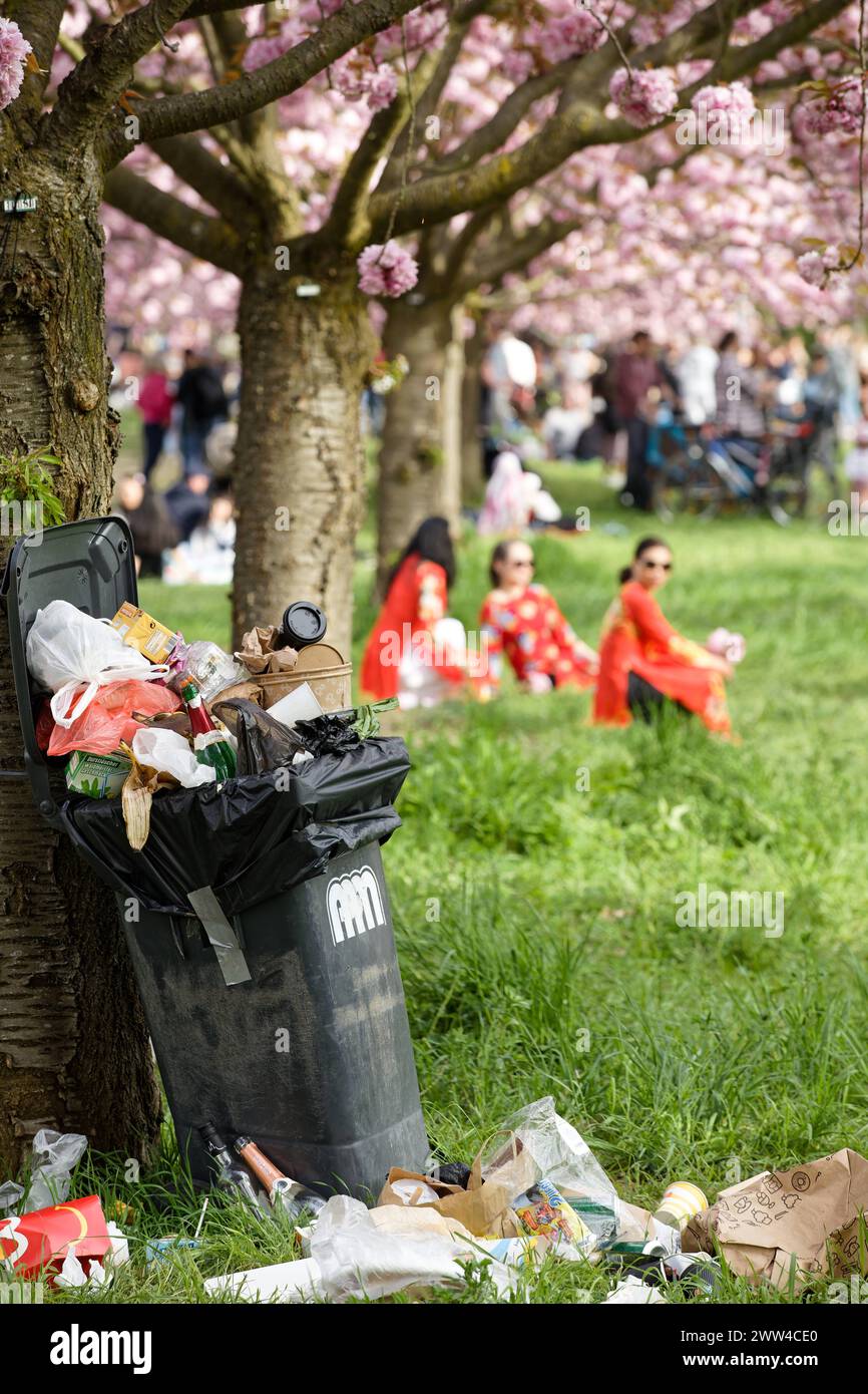 Berlin, Deutschland, DEU - TV-Asahi-Kirschbluetenallee in Berlin-Teltow ...