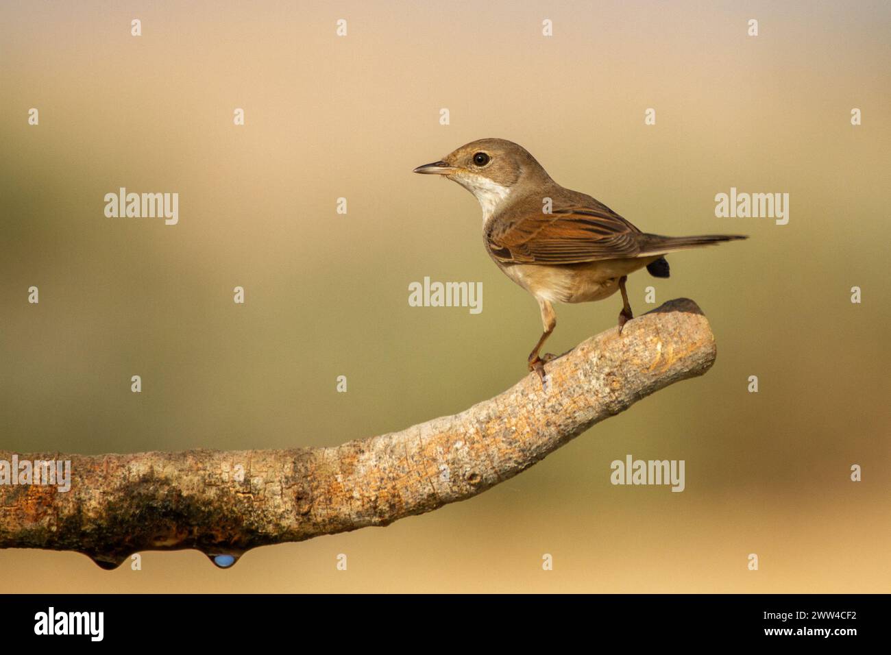 The common whitethroat or greater whitethroat (Curruca communis) is a ...