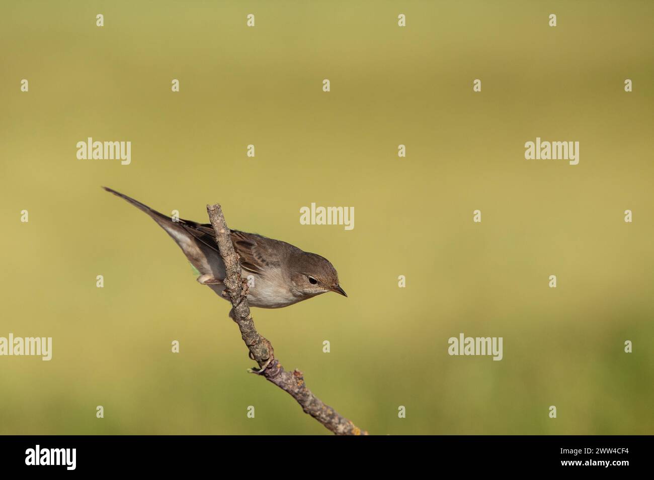 The common whitethroat or greater whitethroat (Curruca communis) is a ...