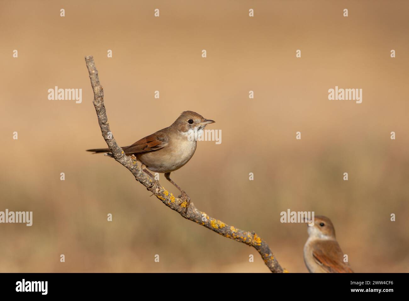 The common whitethroat or greater whitethroat (Curruca communis) is a ...