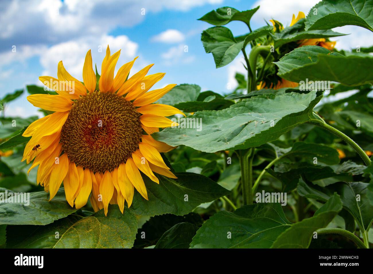 Closeup of a sunflower in a field Photographed in Israel in May Stock ...