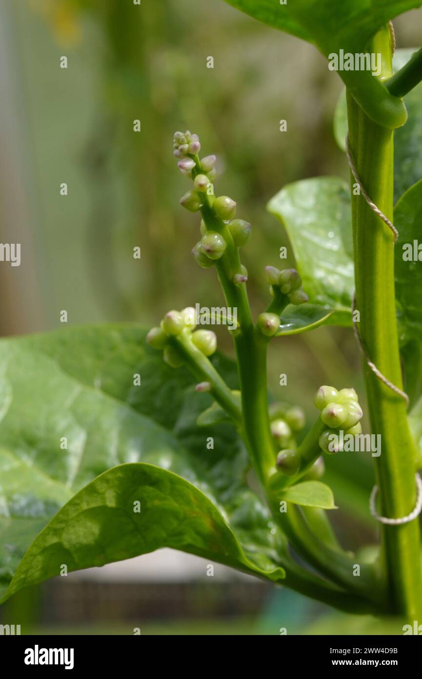 Basella alba fruits, leaves and flowers Stock Photo - Alamy