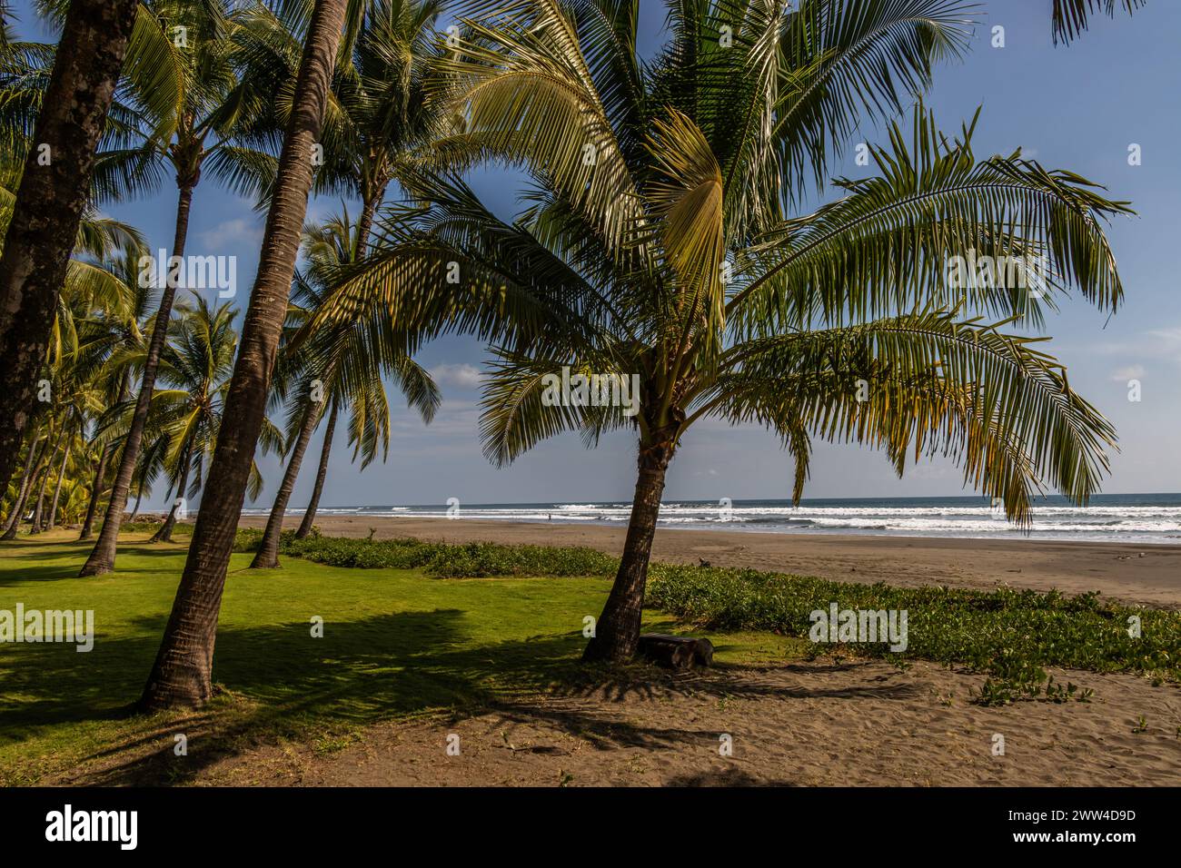Idyllic image of palm trees along the beach with the ocean's waves in ...