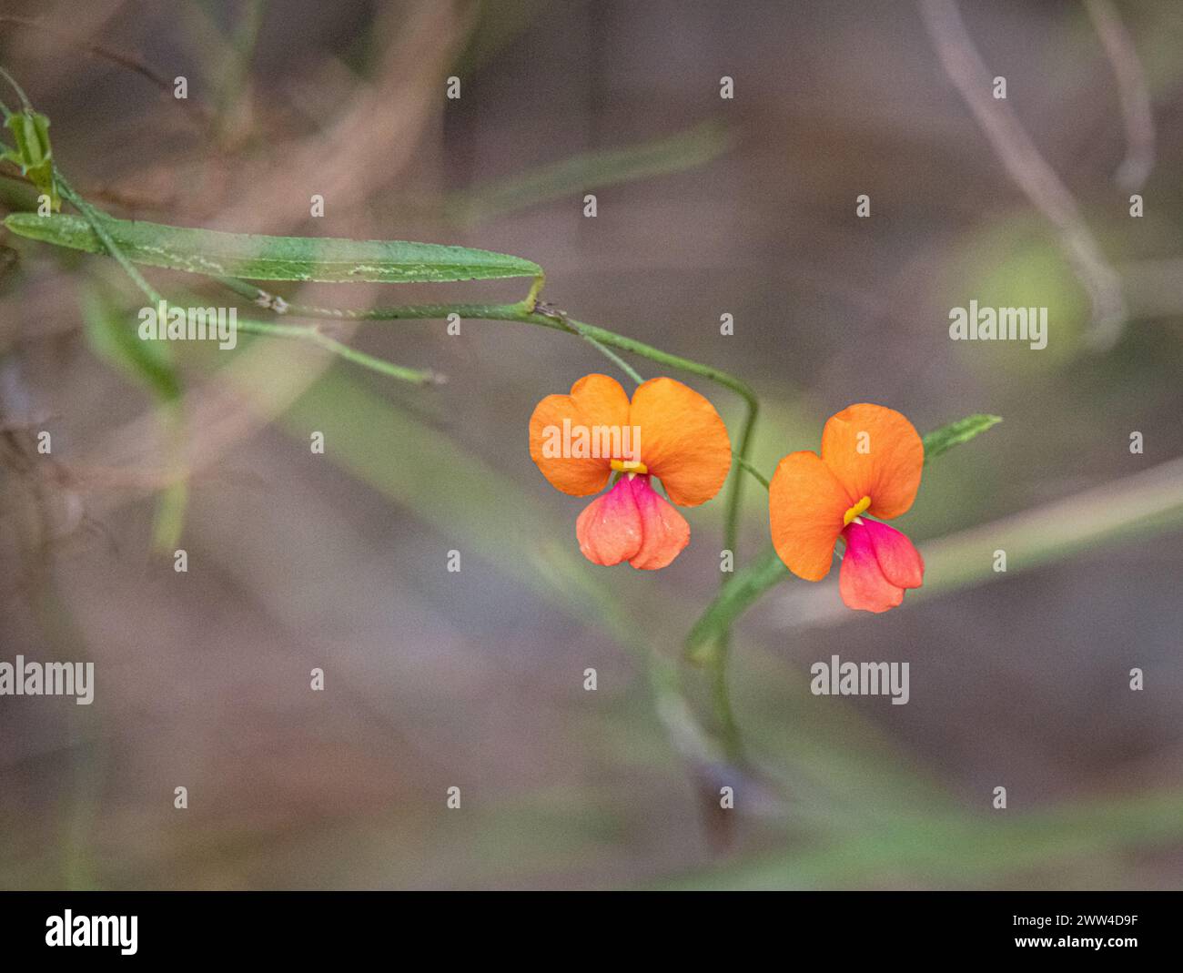 Australian flame pea flowers (Chorizema cordatum), Western Australia ...