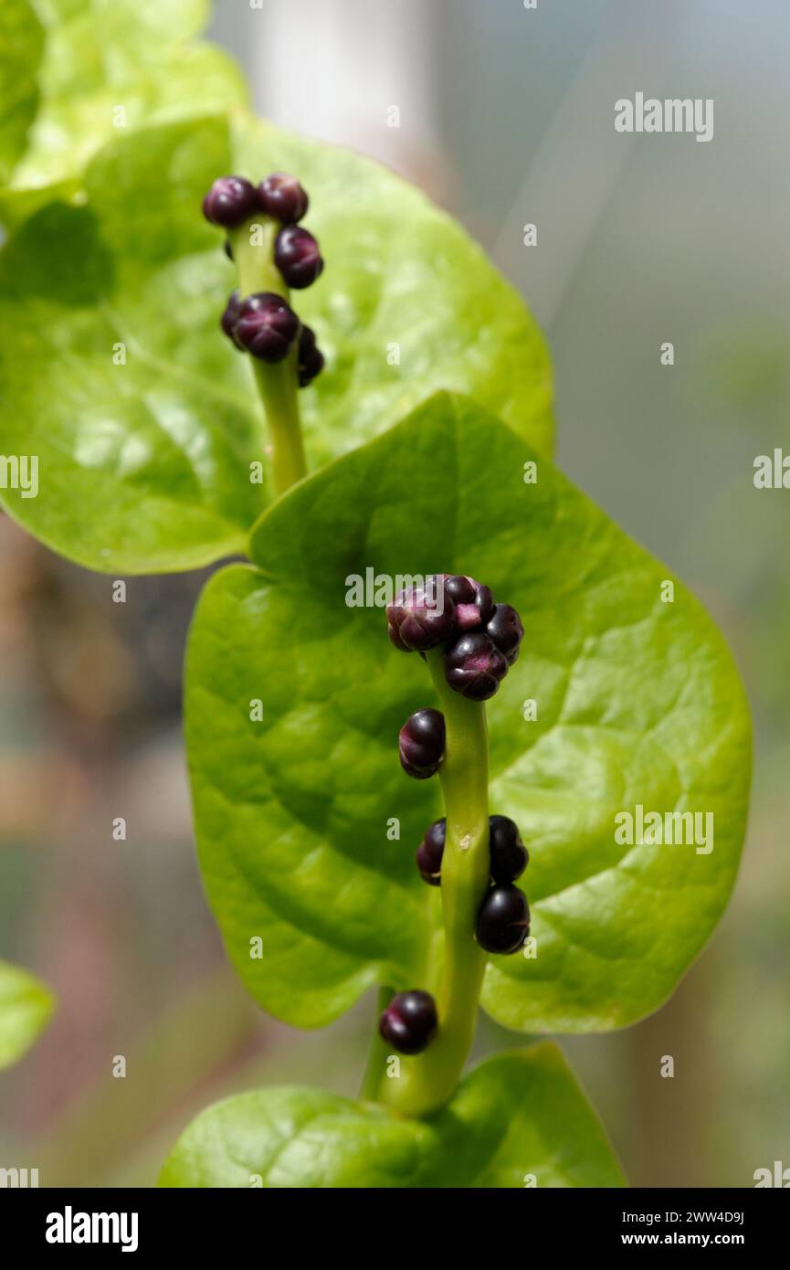 Basella alba fruits, leaves and flowers Stock Photo - Alamy