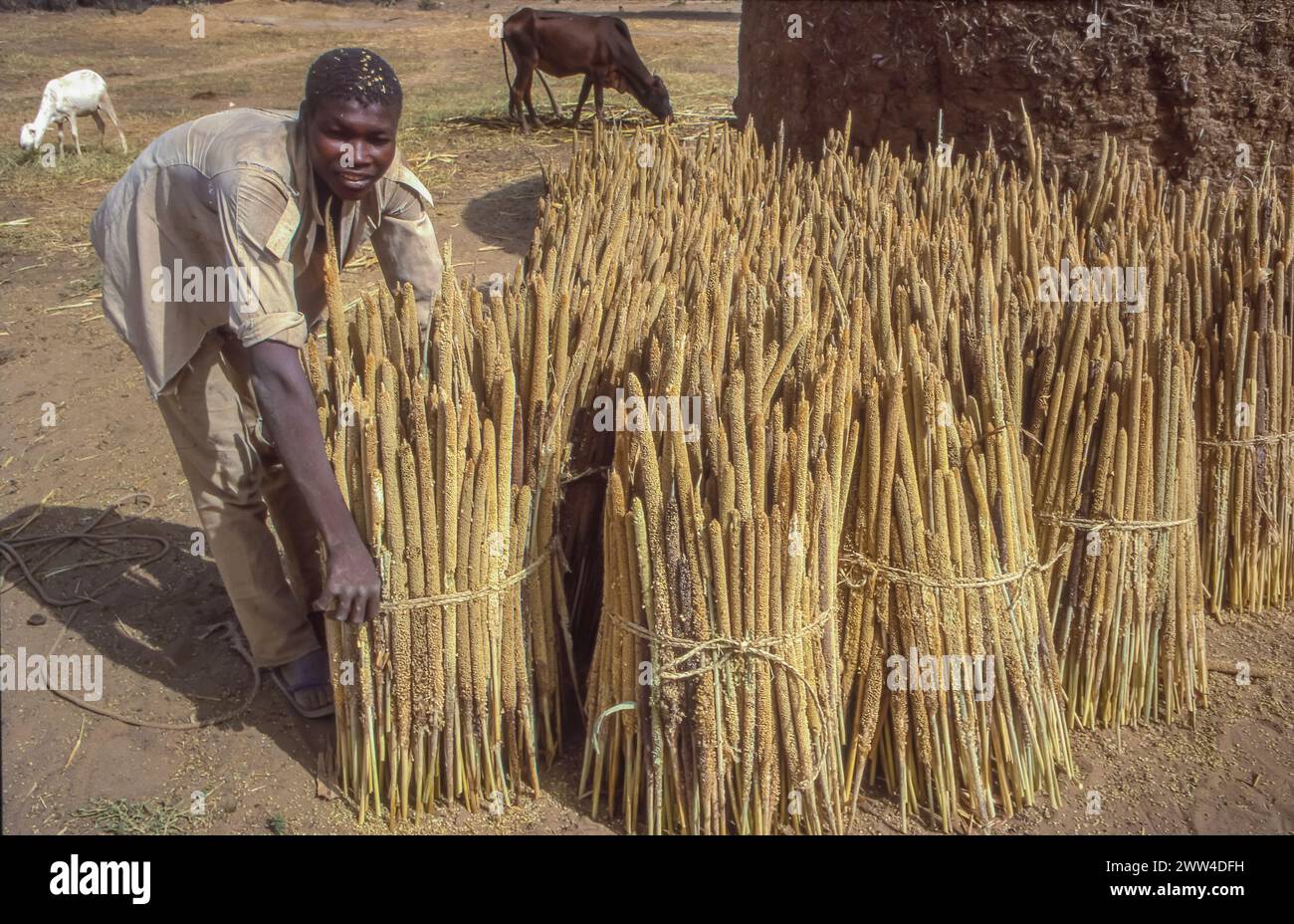 Grain food millet africa hi-res stock photography and images - Alamy