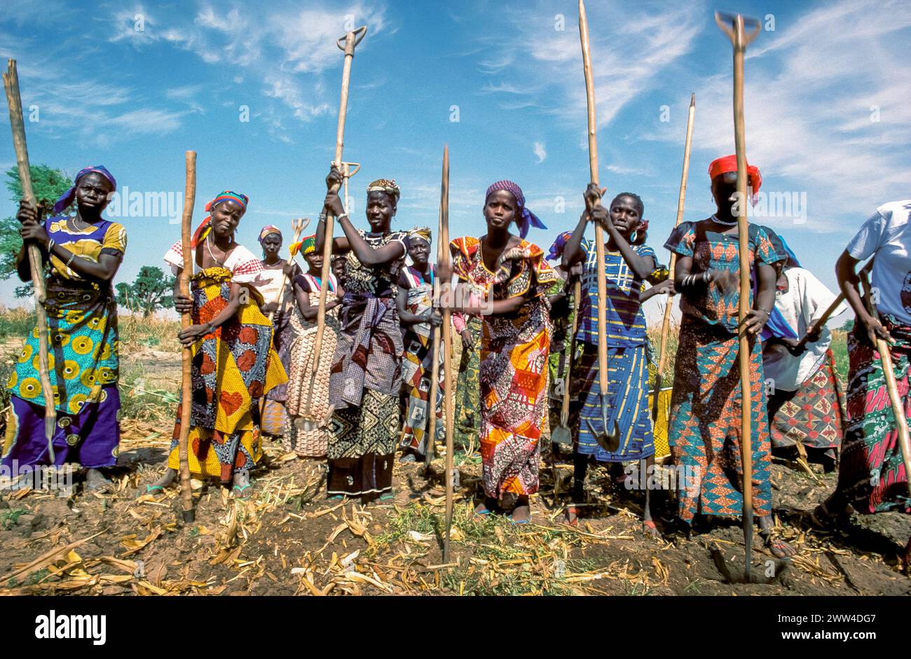 Niger, Balleyara, a cooperative of women farmers weeding their communal ...