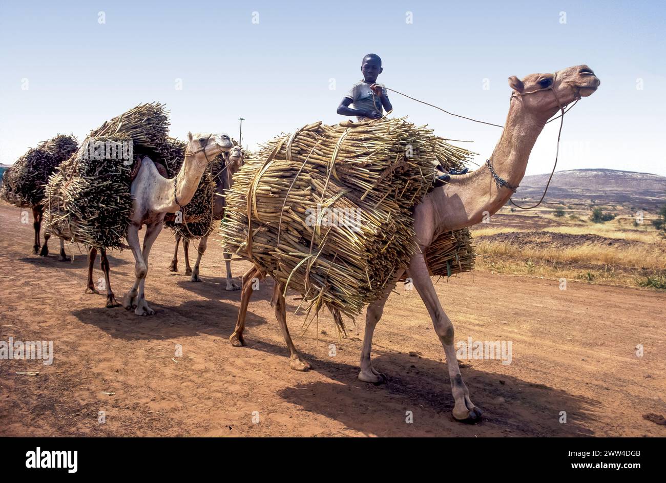 Niger, boy riding a camel carrying the millet harvest Stock Photo - Alamy