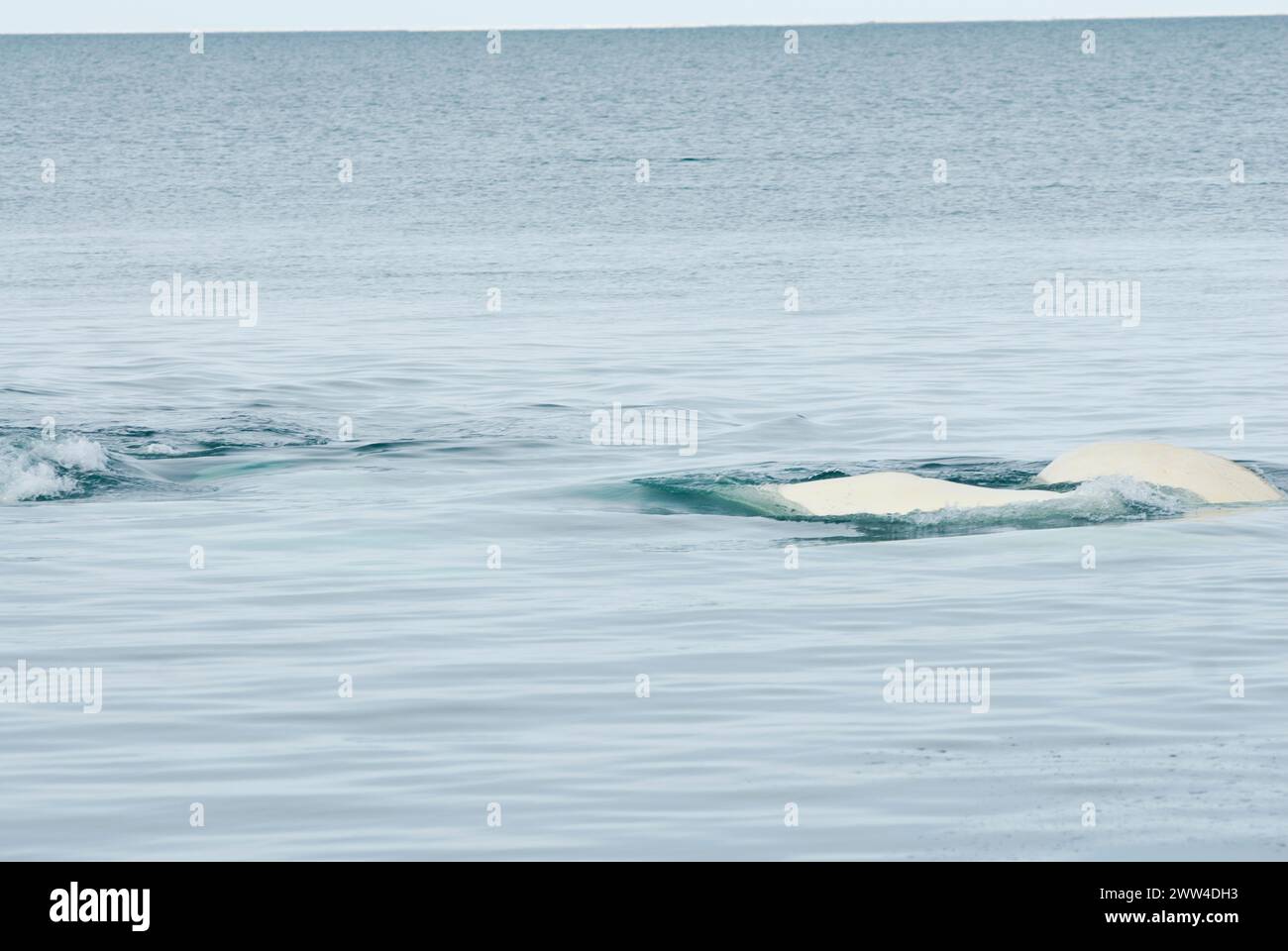 beluga whale, Delphinapterus leucas, adult in an open lead amidst the ...