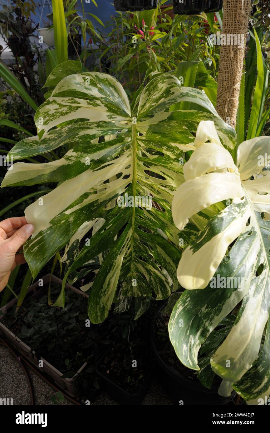 Monstera deliciosa albo variegata Stock Photo - Alamy