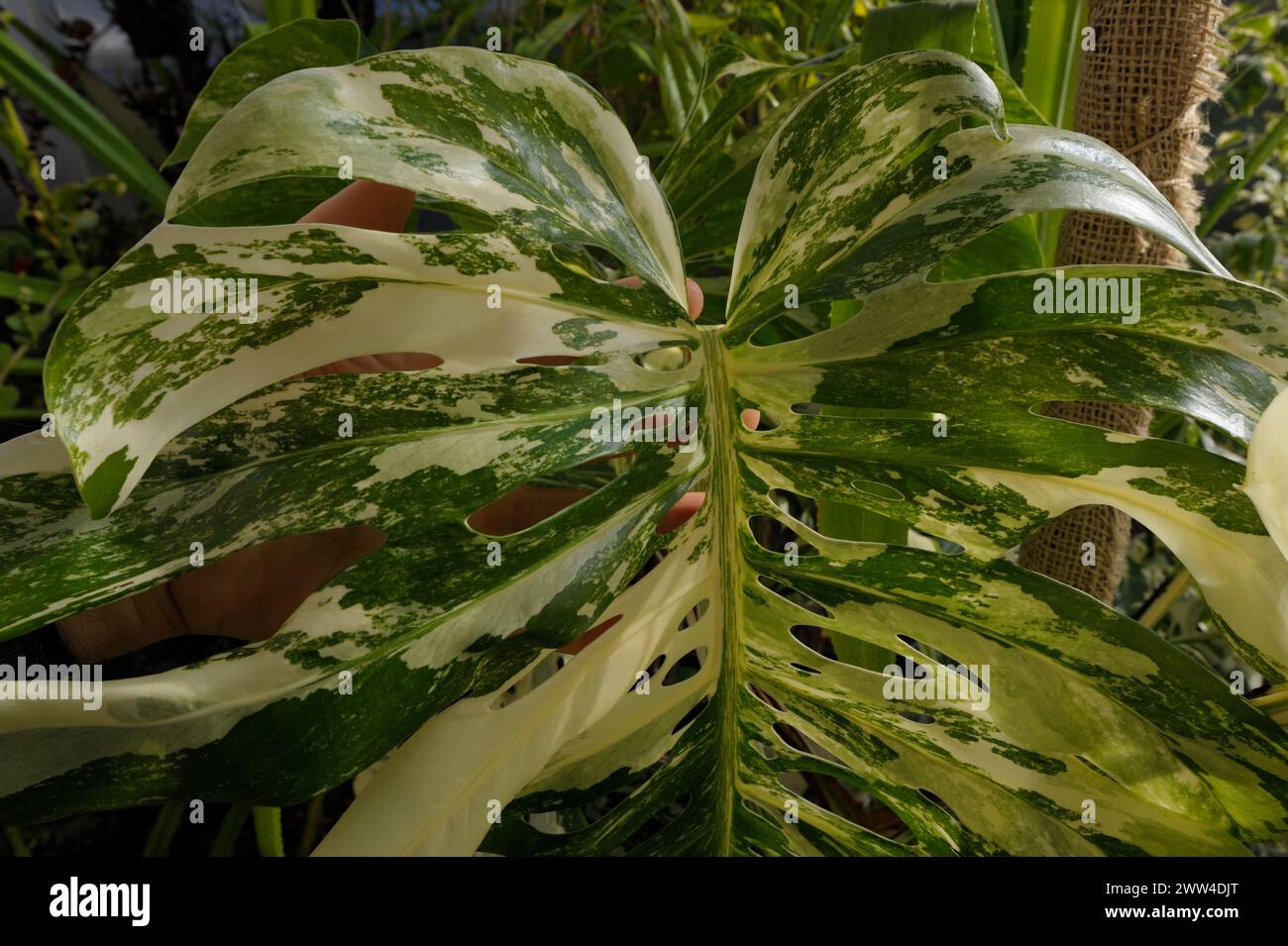 Monstera deliciosa albo variegata Stock Photo - Alamy