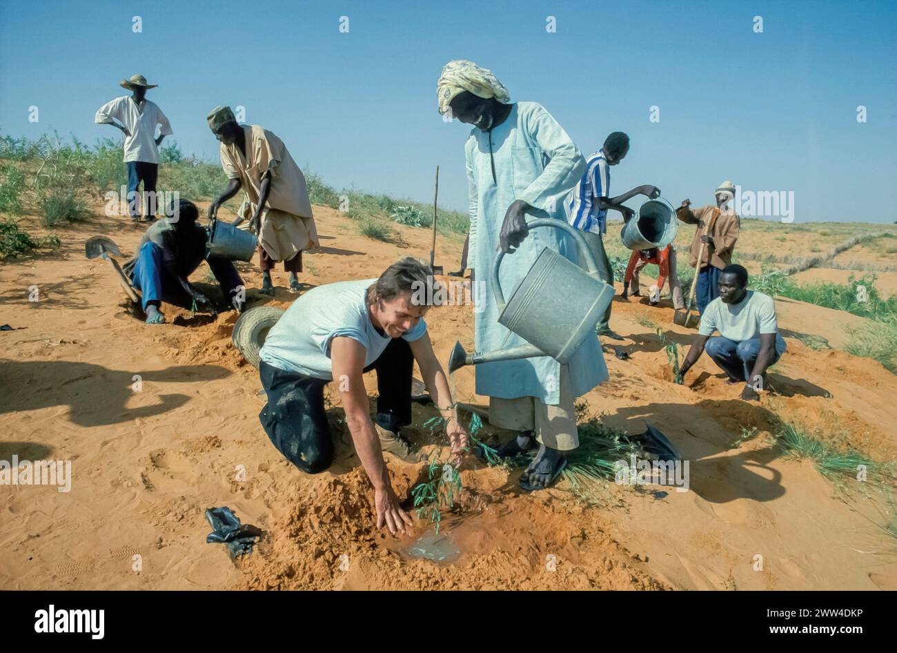 Niger, Tahoua. To prevent desertification, volunteers plant trees in ...