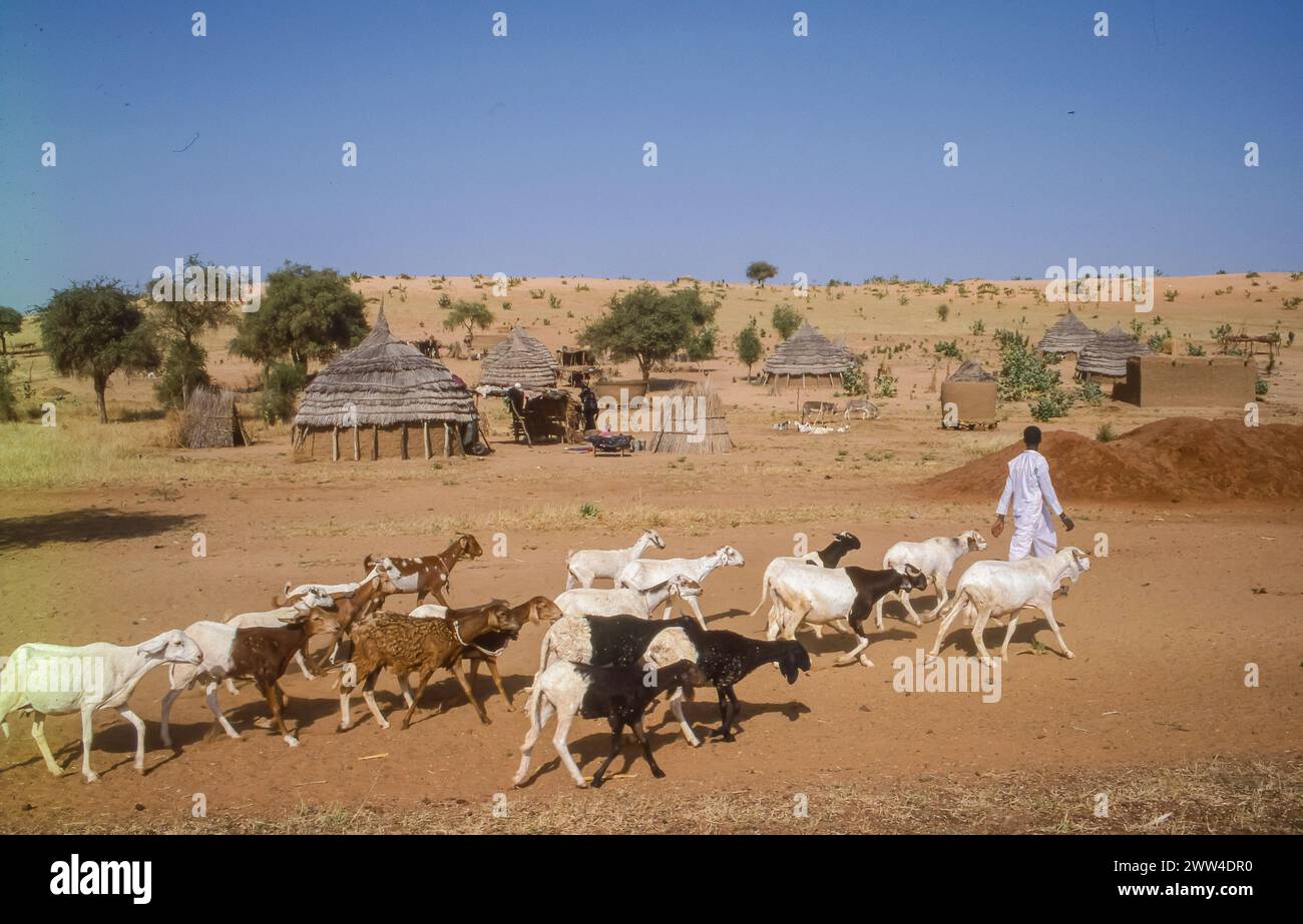 Niger - shepherd walks past the village of Tabalac, sanddunes of the ...