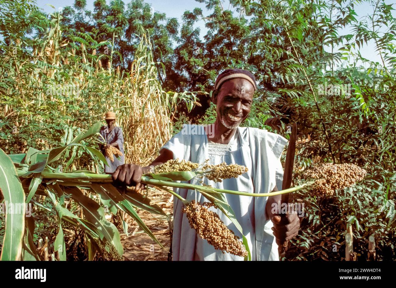 Niger, agroforestry in Tera provence shows a farmer with the sorghum ...