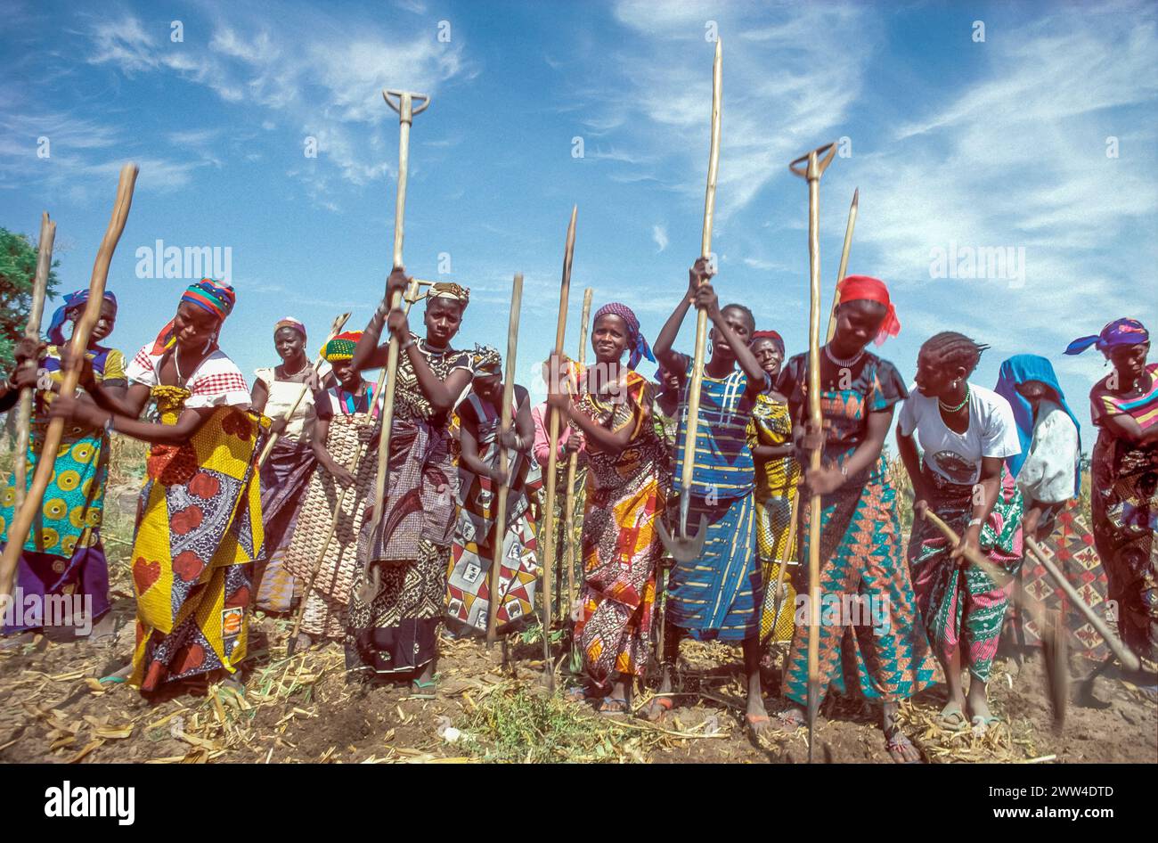 Niger, Balleyara, a cooperative of women farmers weeding their communal ...