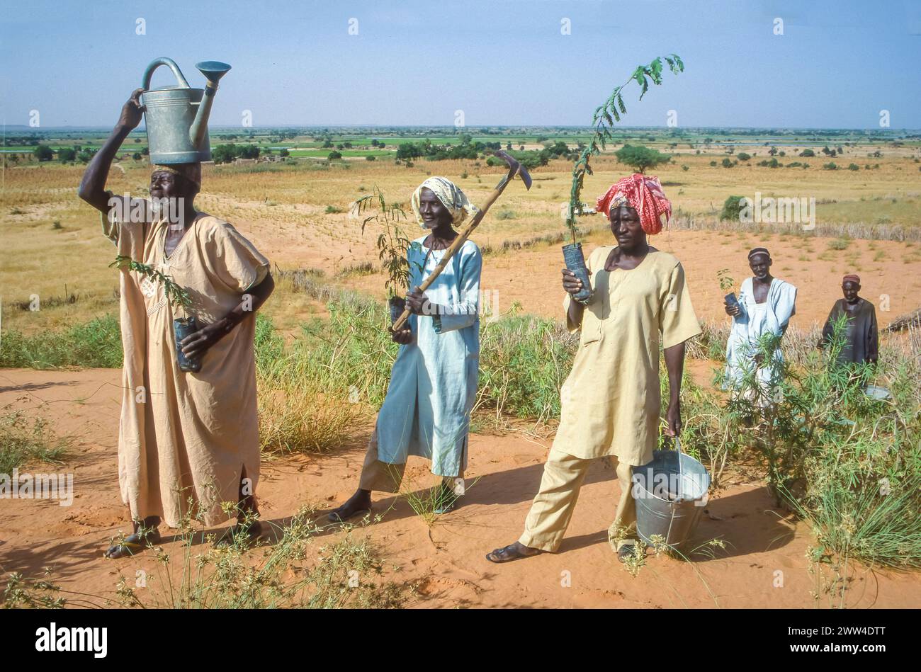 Niger, Tahoua. To prevent desertification, volunteers plant trees in ...