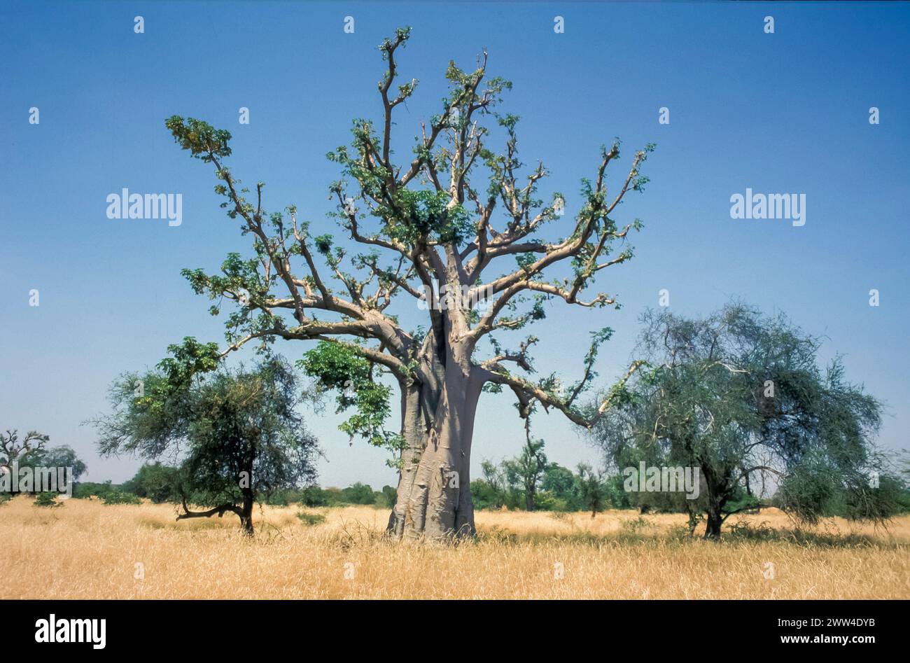Niger, A large African baobab tree (Adansonia digitata) in open ...