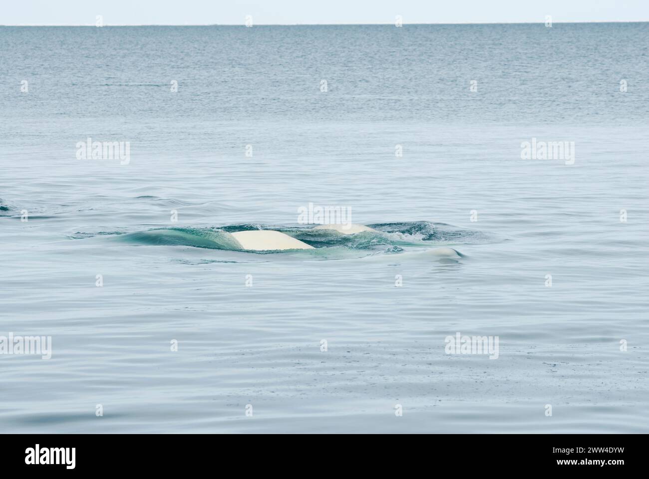 beluga whale, Delphinapterus leucas, adult in an open lead amidst the ...