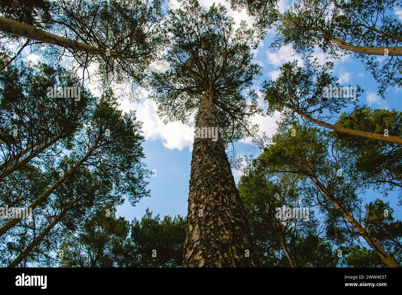 Bottom view of a tall pine tree and its trunk with spreading branches ...