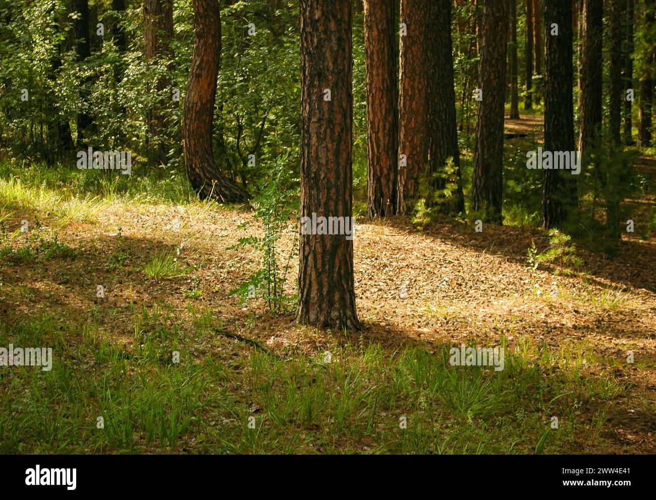 Pine trunk and sunlit undergrowth against the background of other tree ...