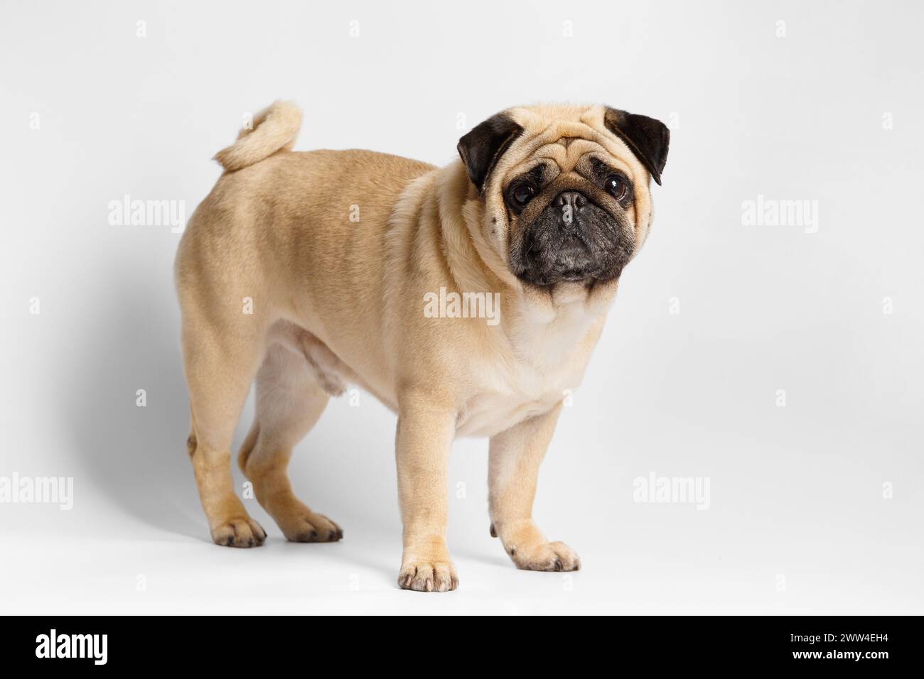A purebred friendly cute funny pug stands on a white background and ...