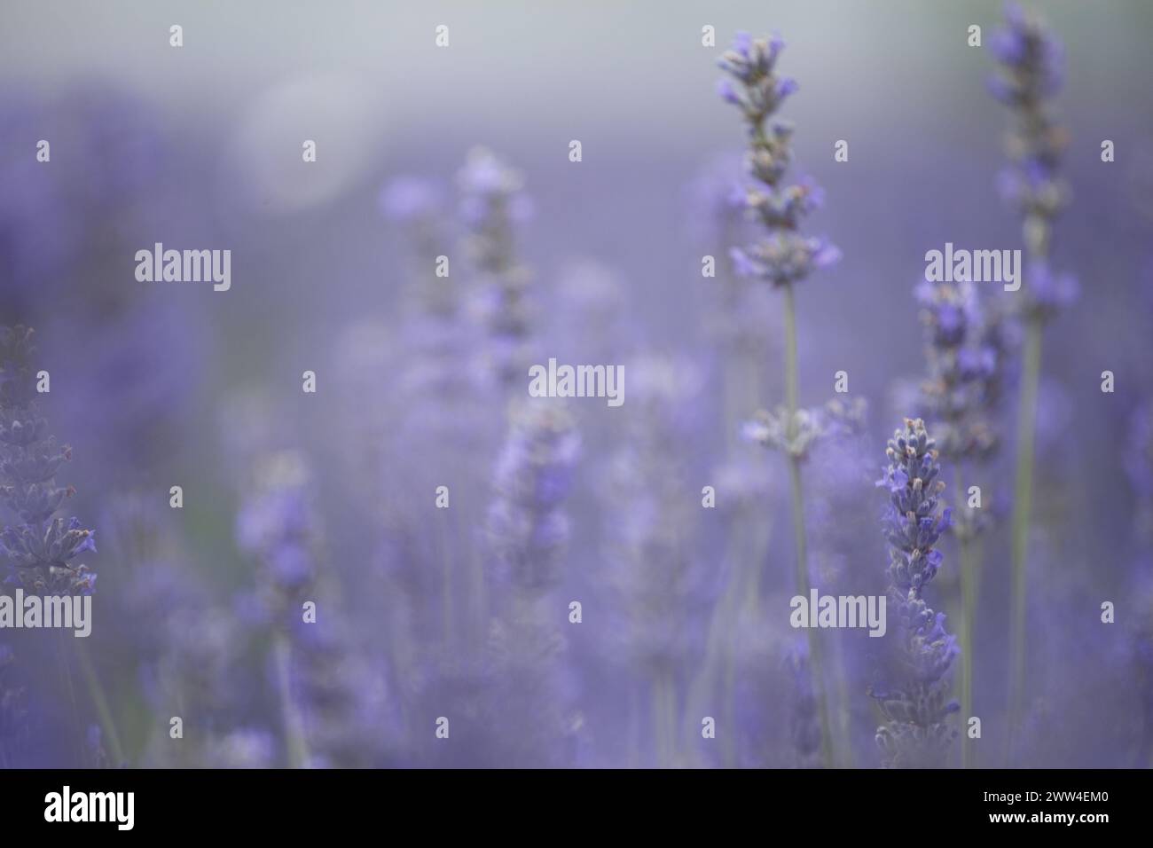 Blooming purple lavender flowers in a lavender field, floral background ...
