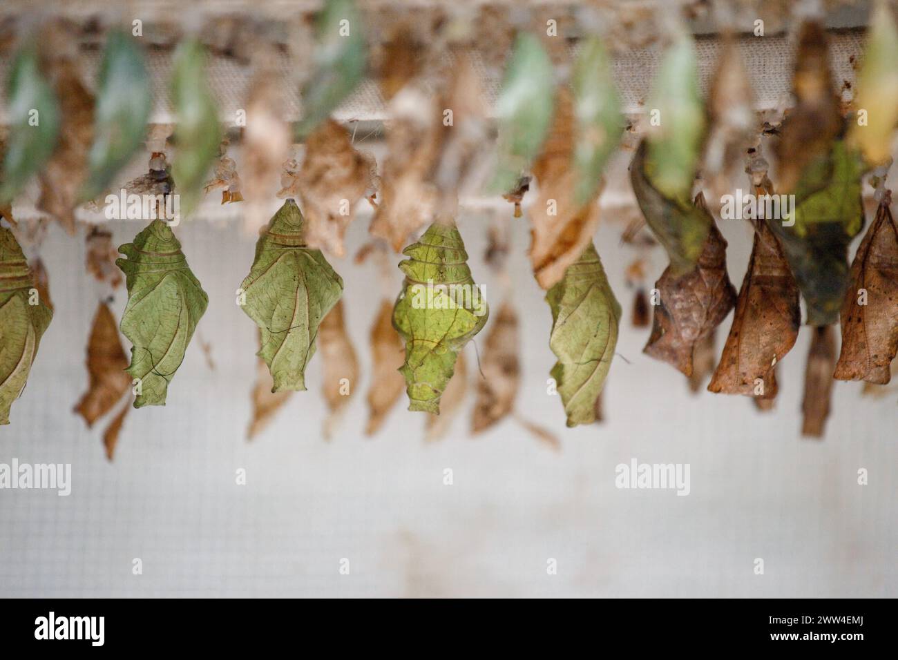 Pupae, cocoons of various butterflies in an incubator. Life cycle ...