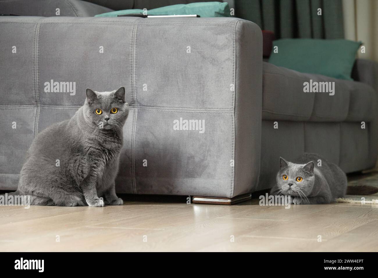 Two British cats in the interior. Scottish and British cat. Fat and thin cats play in the living ...