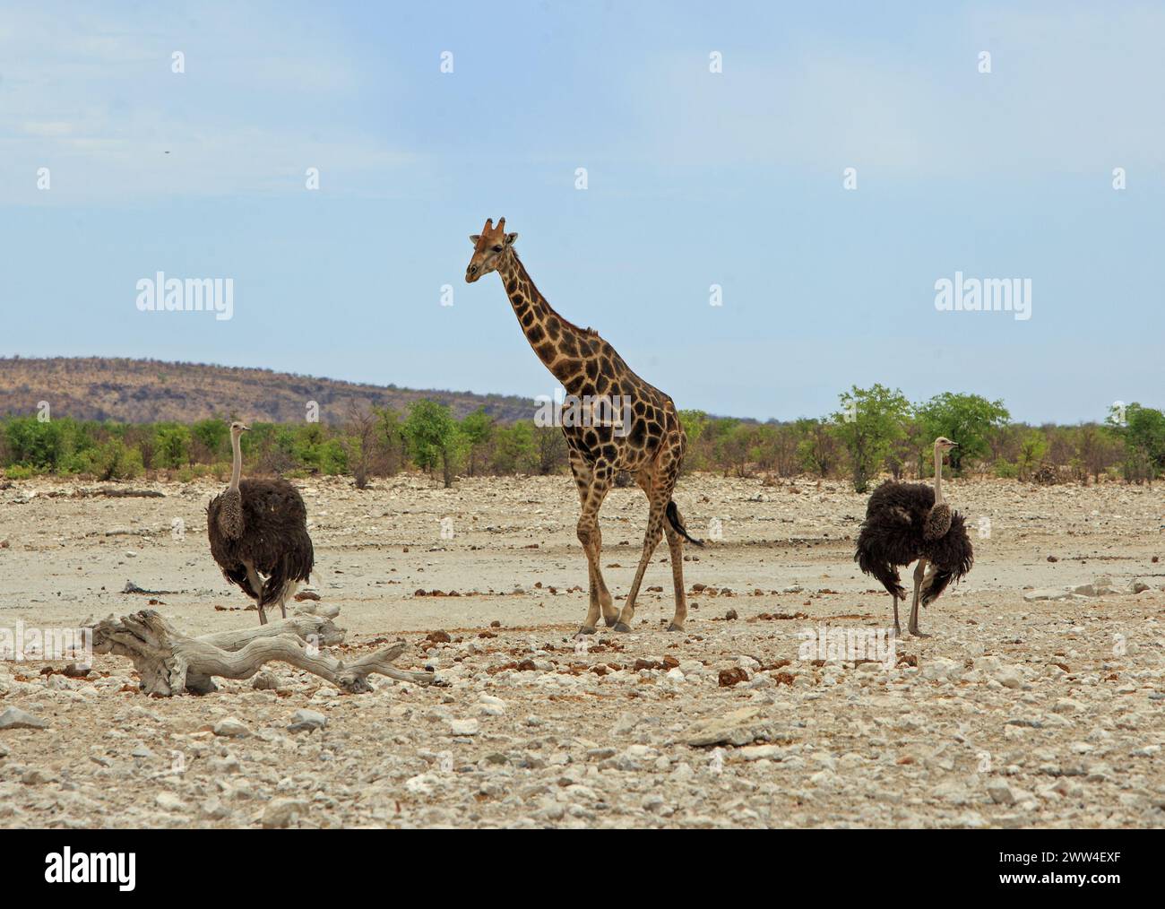 Giraffe flanked by an ostrich on either side while walking on the ...