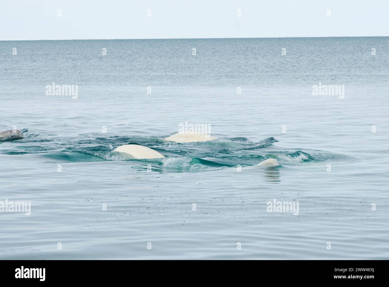 beluga whale, Delphinapterus leucas, adult in an open lead amidst the ...