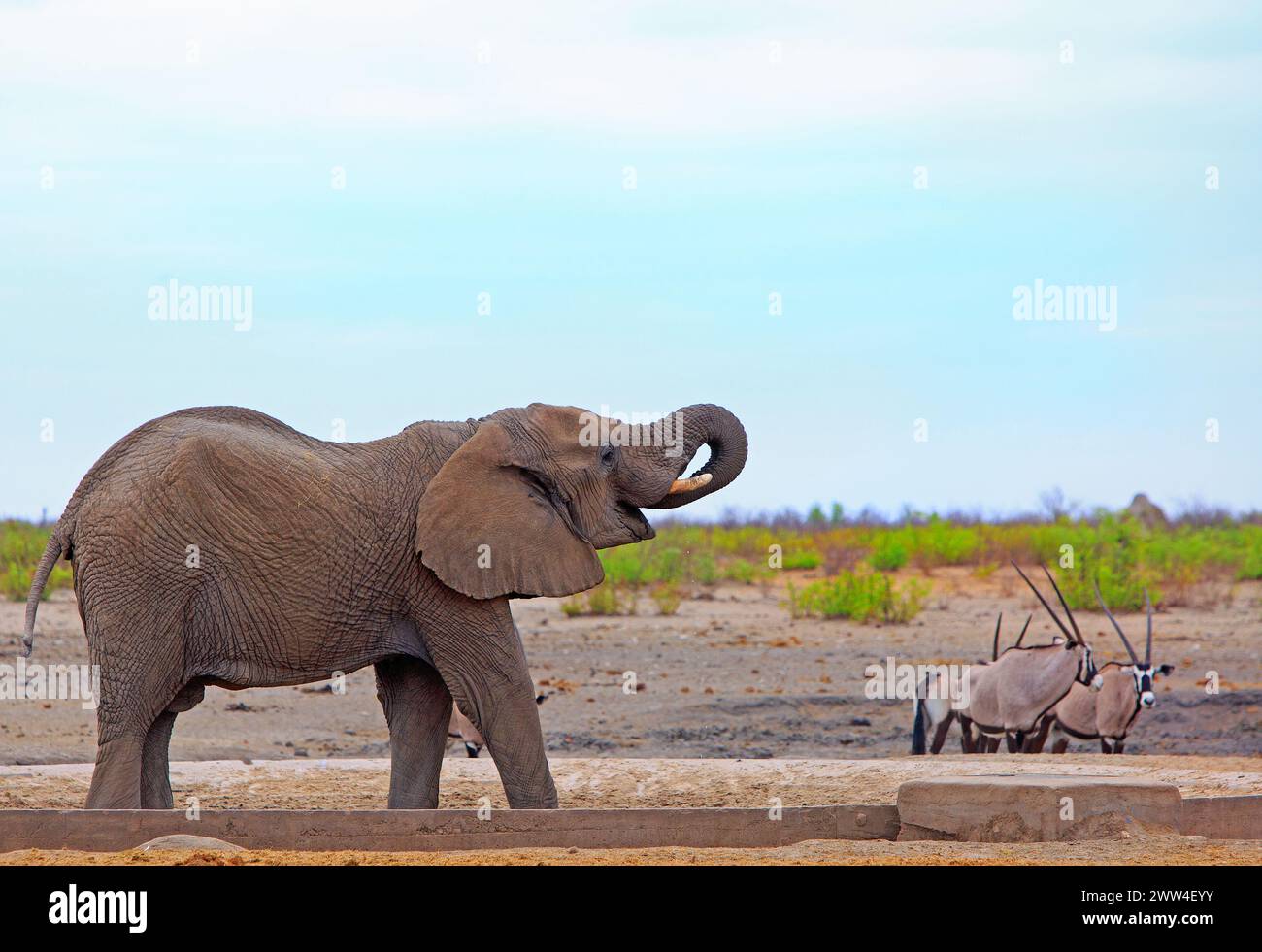 Elephant drinking with trunk curled into mouth - a small herd of ...