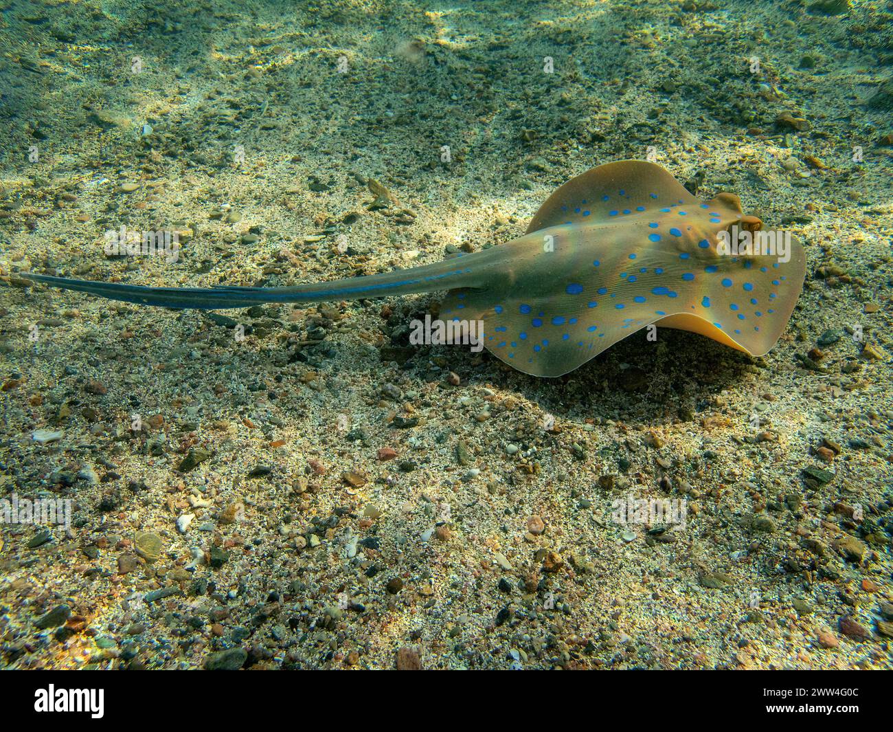 Blue spotted rays in the coral reef during a dive in Bali Stock Photo ...