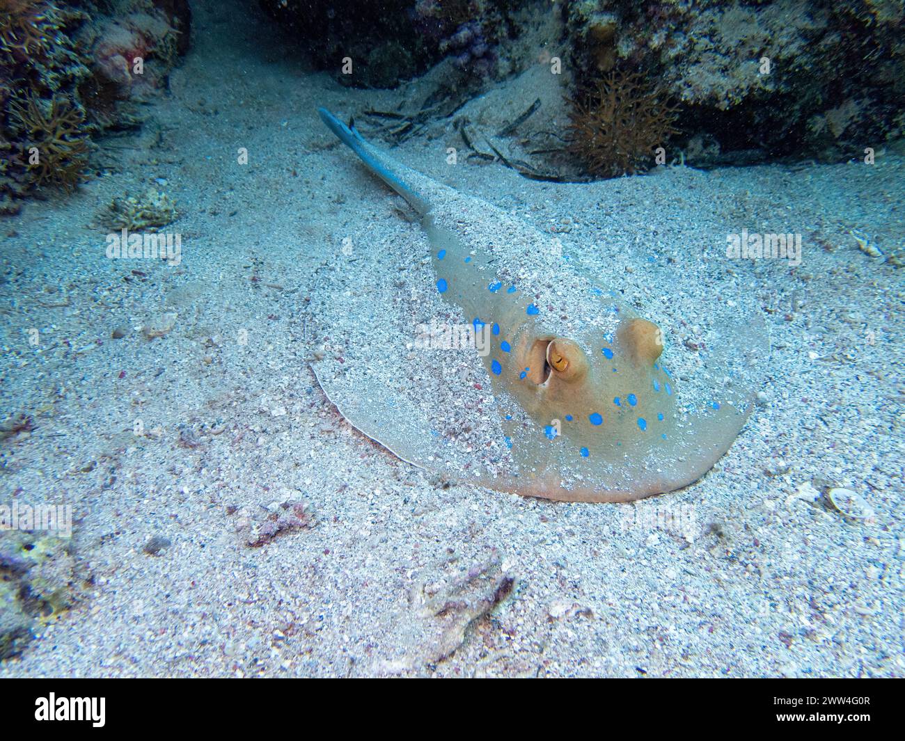 Blue spotted rays in the coral reef during a dive in Bali Stock Photo ...