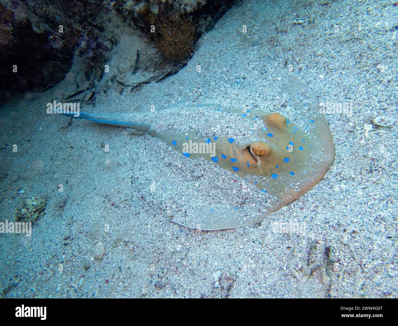 Blue spotted rays in the coral reef during a dive in Bali Stock Photo ...