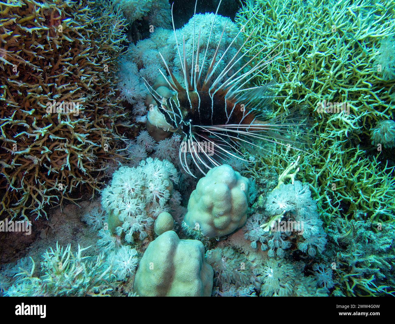 Pacific lionfish in the coral reef during a dive in Bali Stock Photo ...