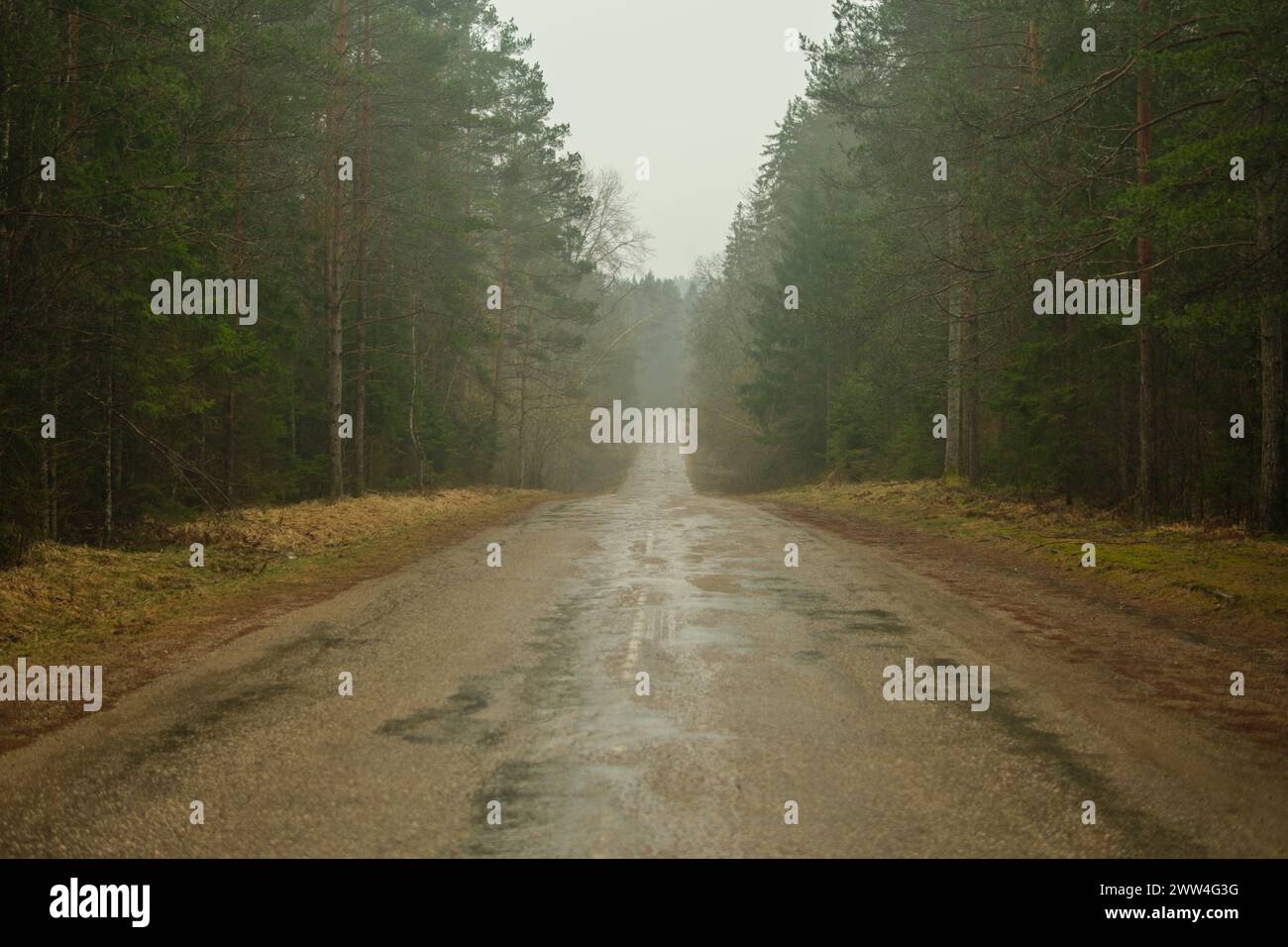 In the silence of the foggy forest, the road stretches ahead, an ...