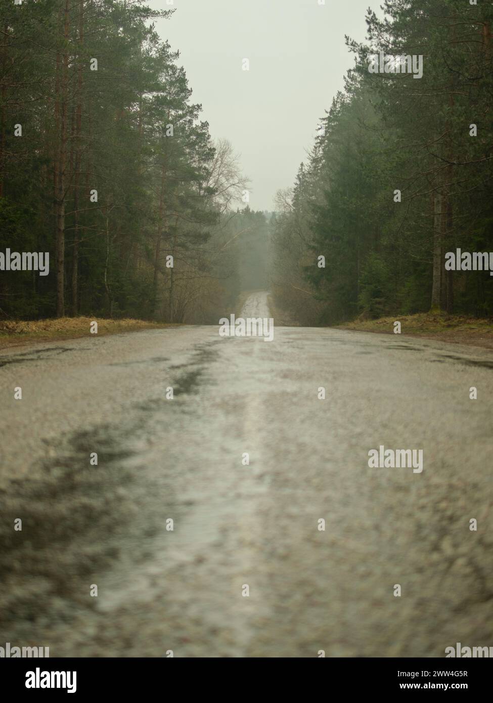 The foggy forest road whispers tales of forgotten lore, inviting ...