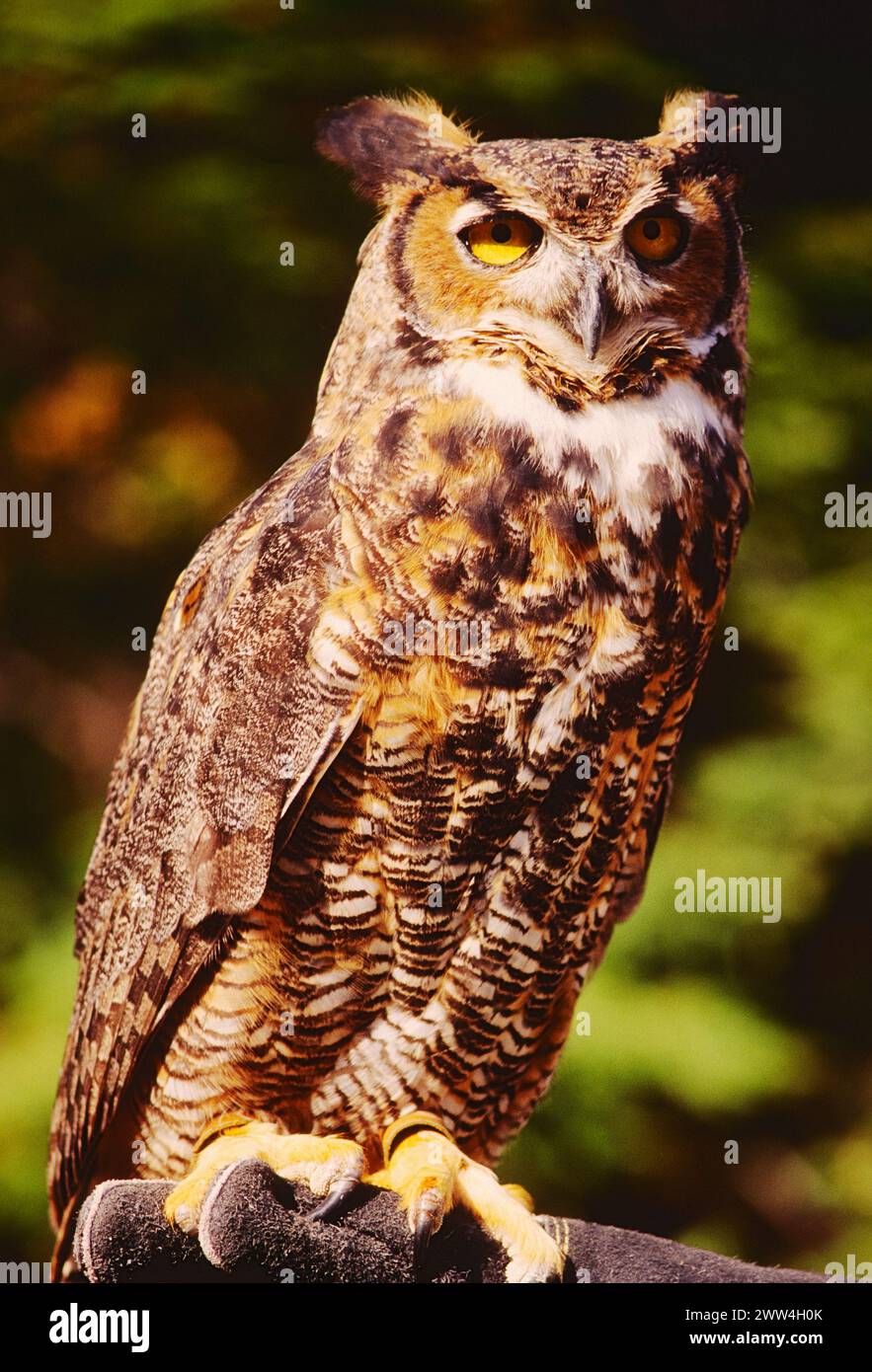 Great Horned Owl; Hawk Mountain Sanctuary; ; Pennsylvania; USA Stock ...