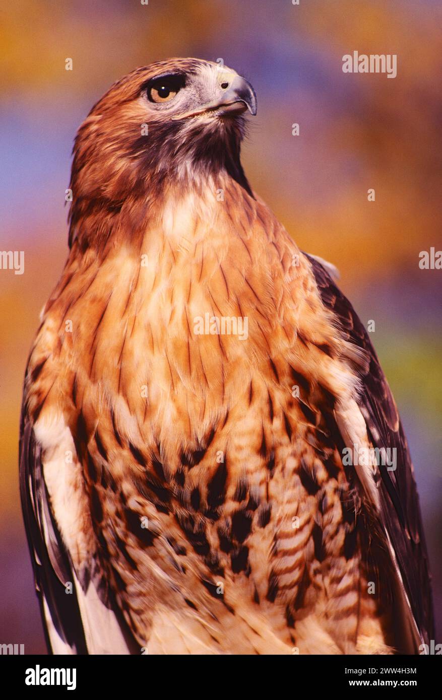 Red Tailed Hawk; Hawk Mountain Sanctuary; ; Pennsylvania; USA Stock ...