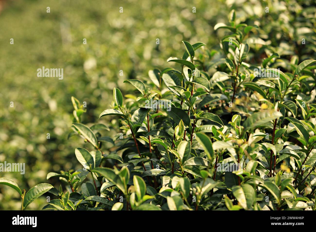 Close-up of growth green tea leaf in the organic tea farm, tea ...