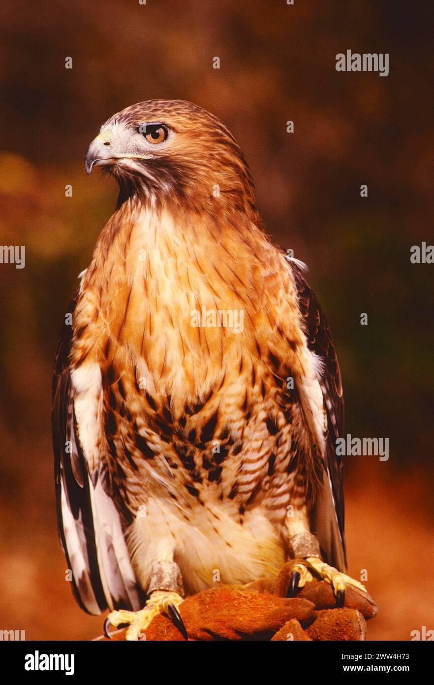 Hawk mountain sanctuary pennsylvania hi-res stock photography and ...