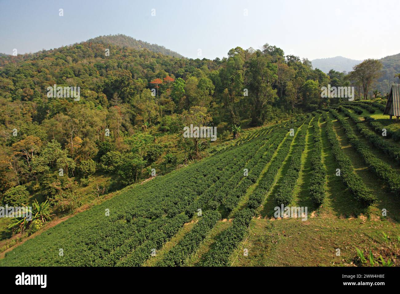 Tea plants in the tea garden, Shoots of tea leaves, young tea shoot in ...