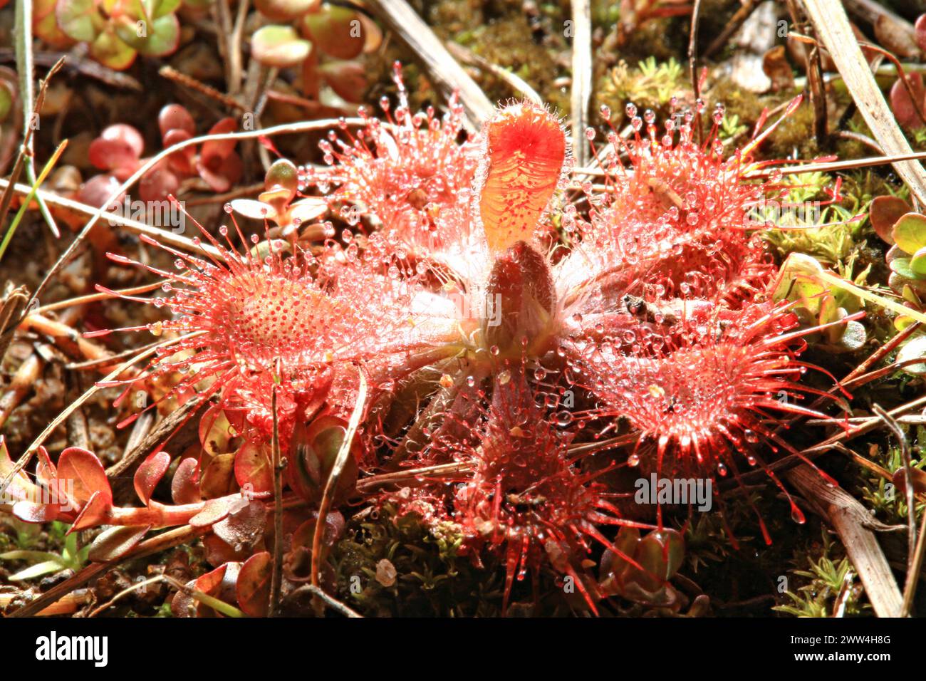 Sundew or Drosera tokaiensis is Carnivorous plant Trap tiny insects are ...