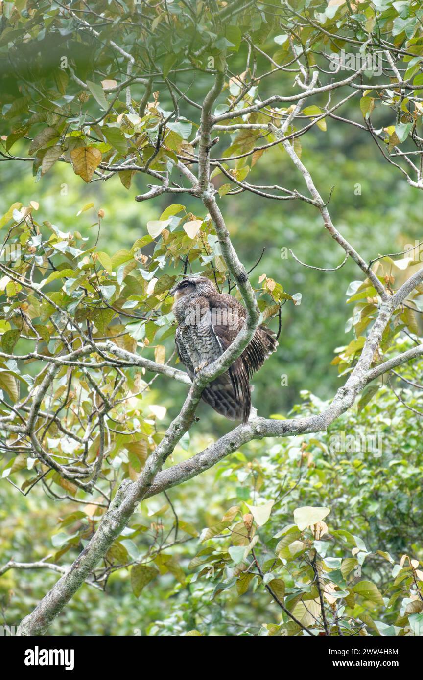 Barred Eagle-Owl (Bubo sumatranus) Perched on a Mossy Branch in a ...