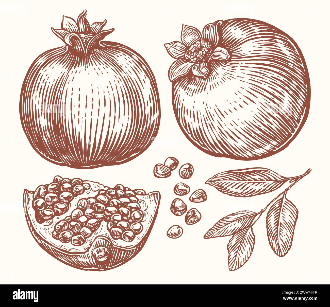 Pomegranate set drawing. Hand drawn tropical fruit vector illustration ...