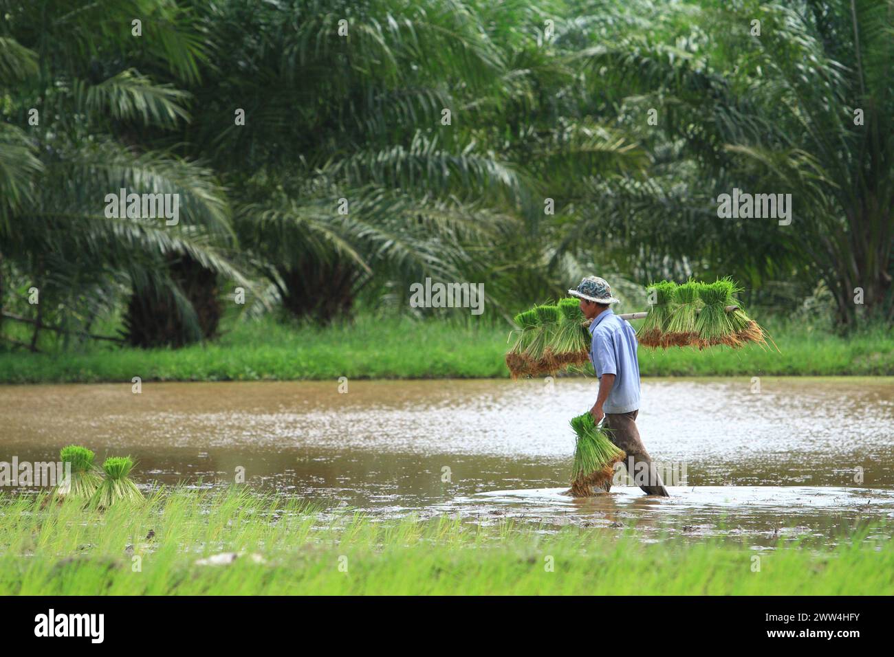 Patterns of plowing and rice cultivation (past farming) of Thailand ...