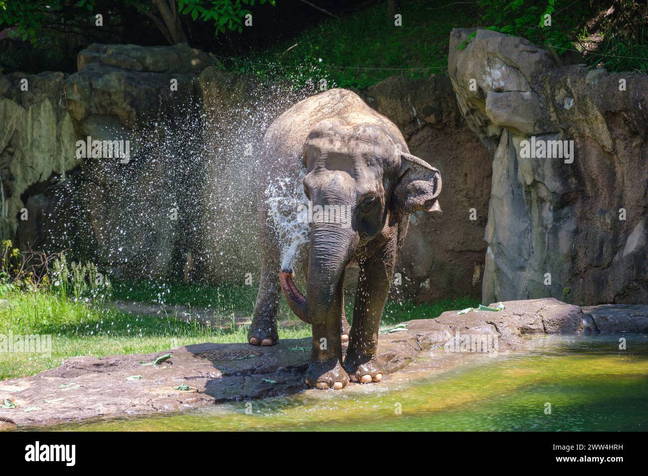 Washington dc zoo elephant hi-res stock photography and images - Alamy