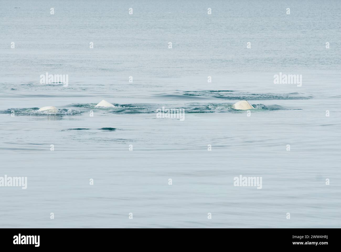 beluga whale, Delphinapterus leucas, adult in an open lead amidst the ...